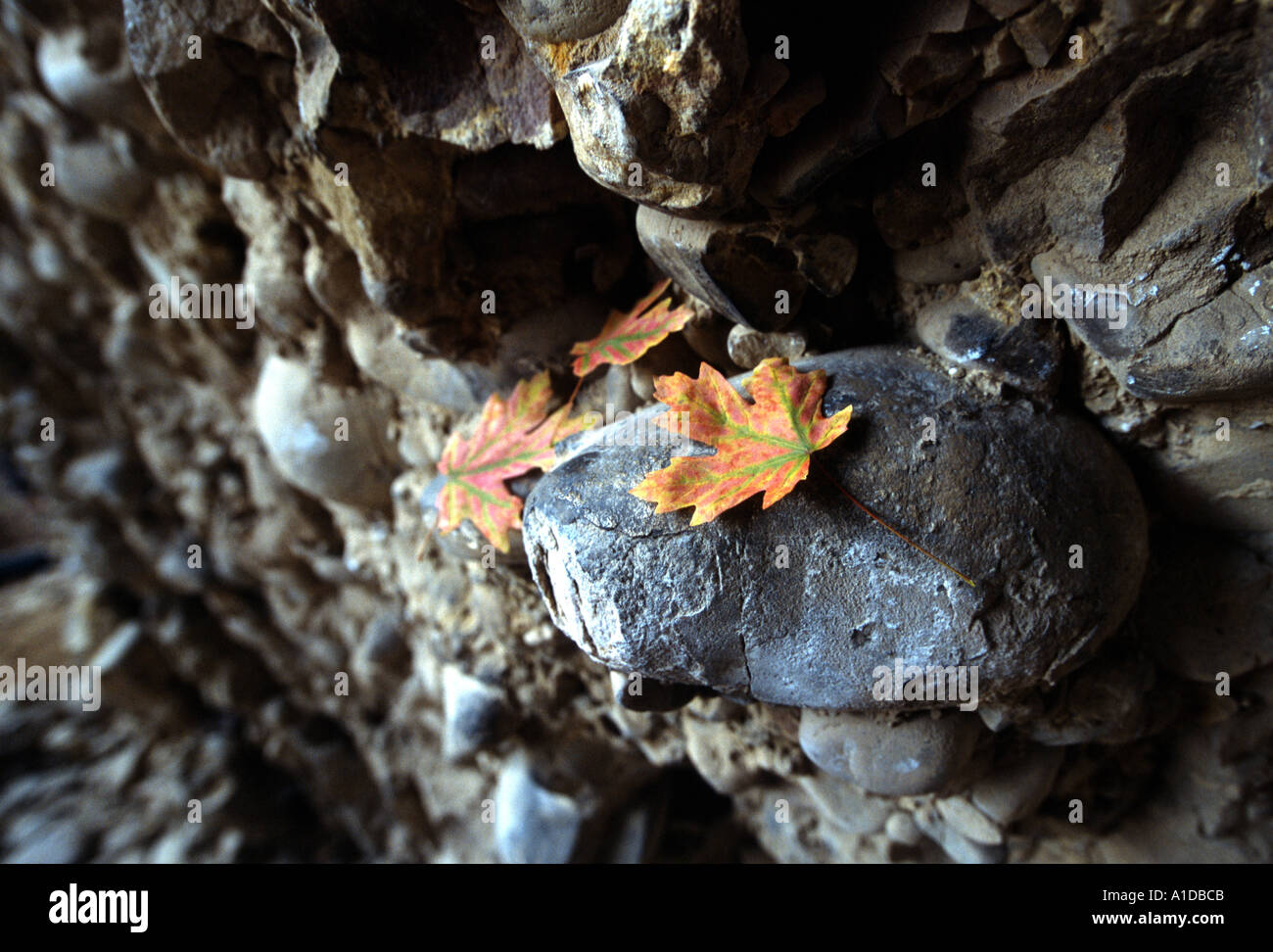 Leaves and Cobbles in Maple Canyon Stock Photo - Alamy