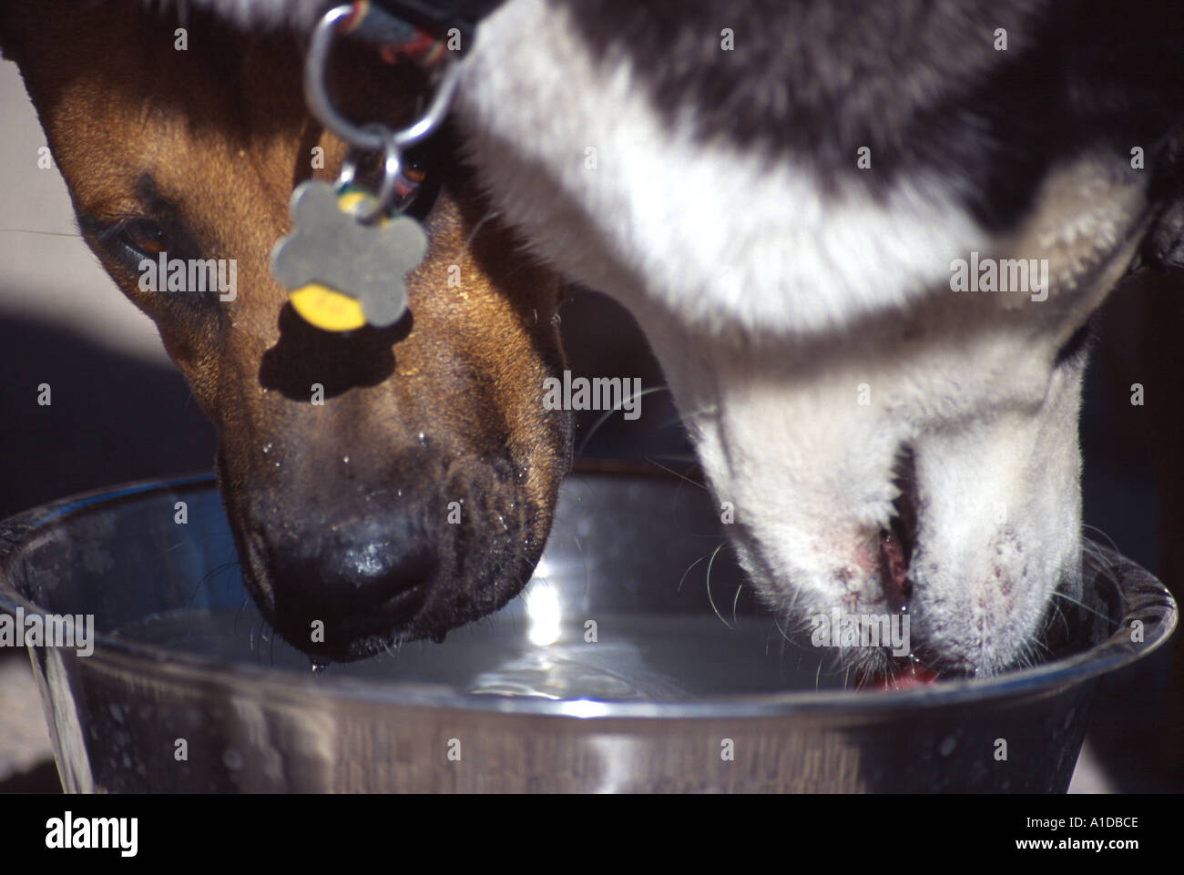 Two Dogs Sharing a Water Bowl Stock Photo - Alamy