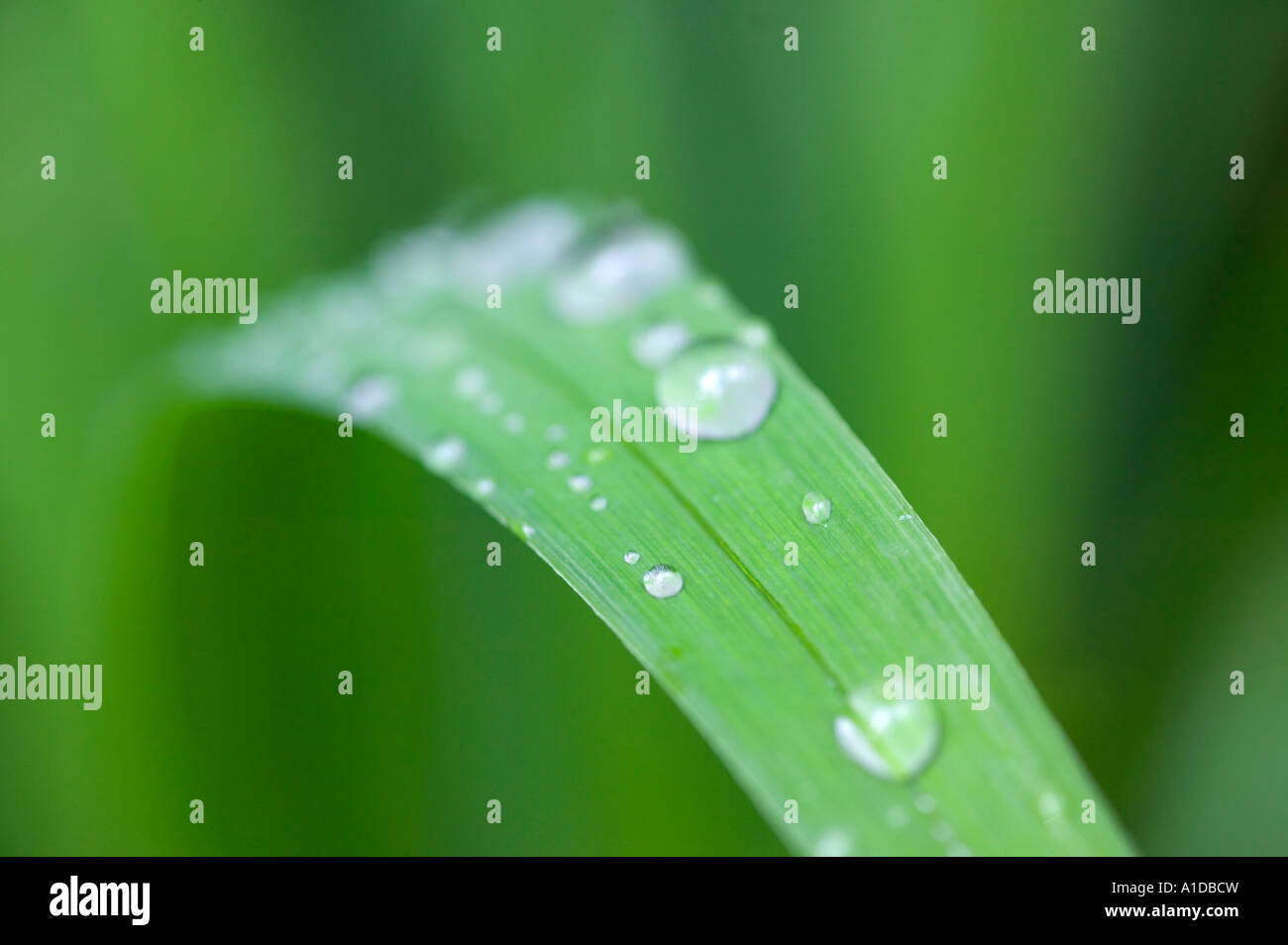 Moisture High Resolution Stock Photography and Images - Alamy