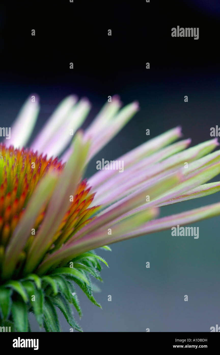 Cone flower closeup hi-res stock photography and images - Alamy