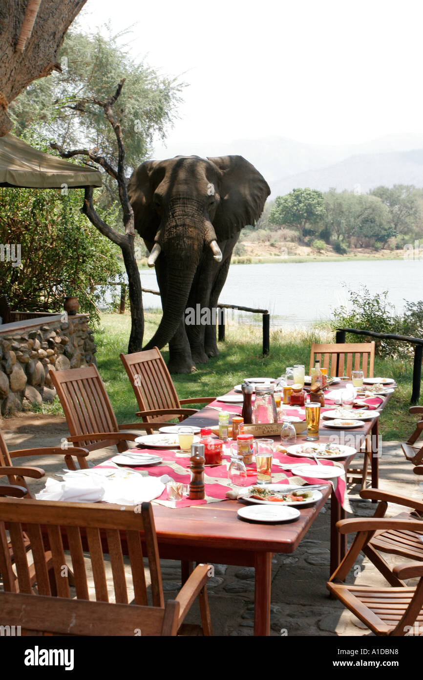 Elephant interupting a safari lunch on the bank of the River Zambezi in ...