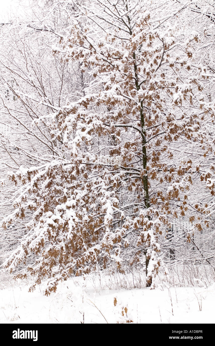 Oak woods winter hi-res stock photography and images - Alamy
