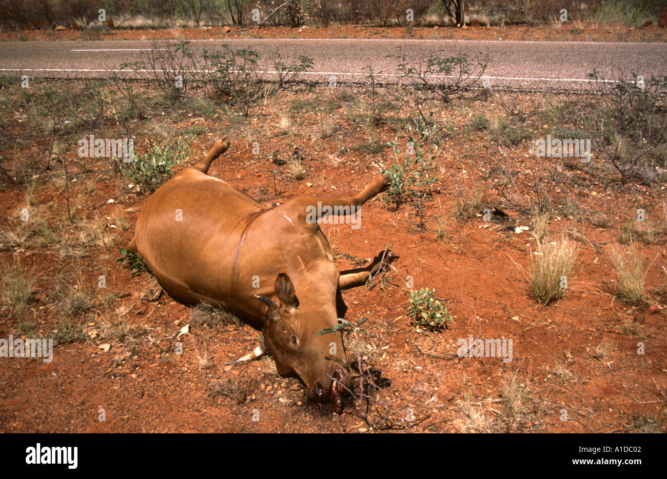 Odor bad cow hi-res stock photography and images - Alamy