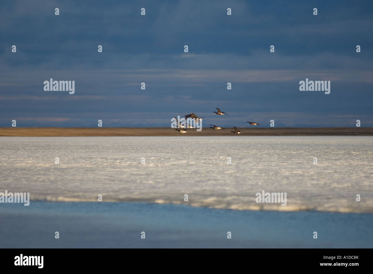 brant geese Branta bernicla flying over a freshwater lake in the ...
