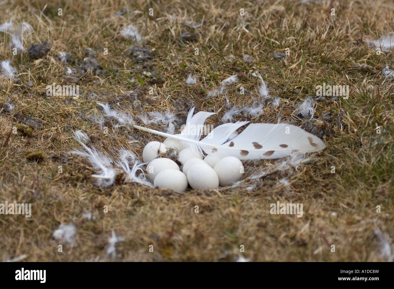 Snowy Owl Eggs