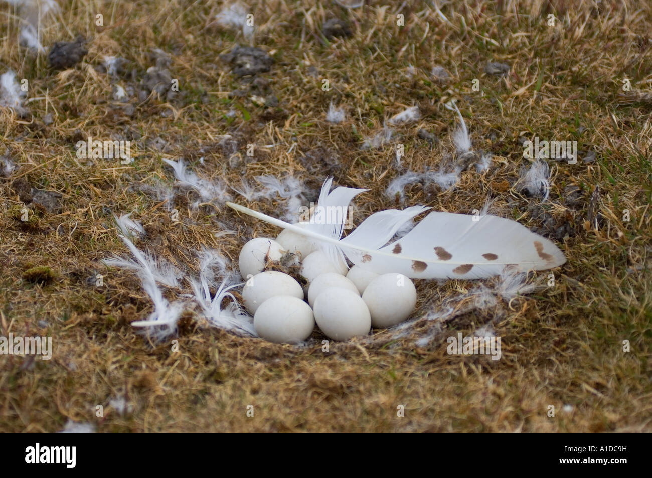 snowy owl Nycttea scandiaca nest filled with eggs on the tundra ...