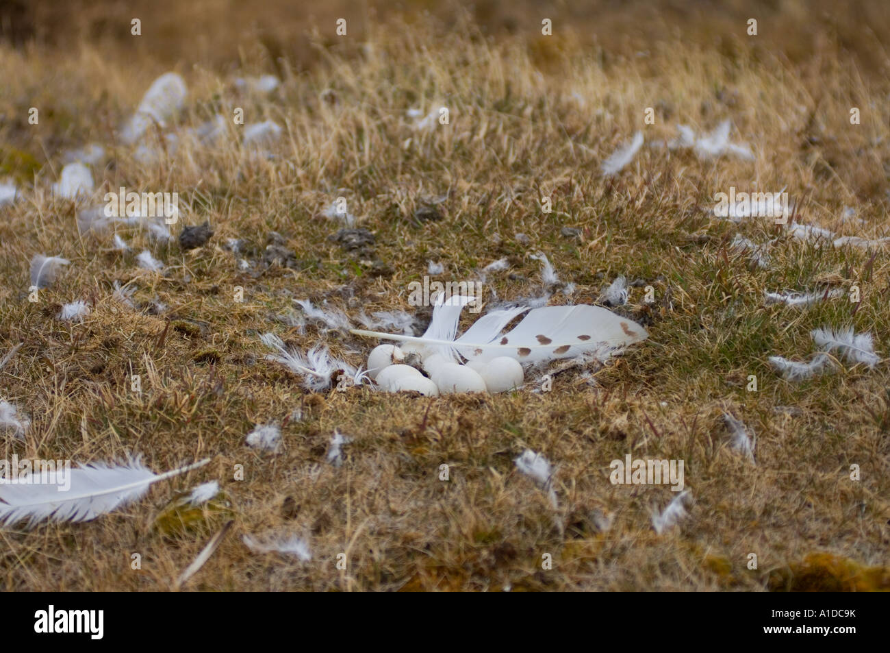 snowy owl Nycttea scandiaca nest filled with eggs on the tundra ...