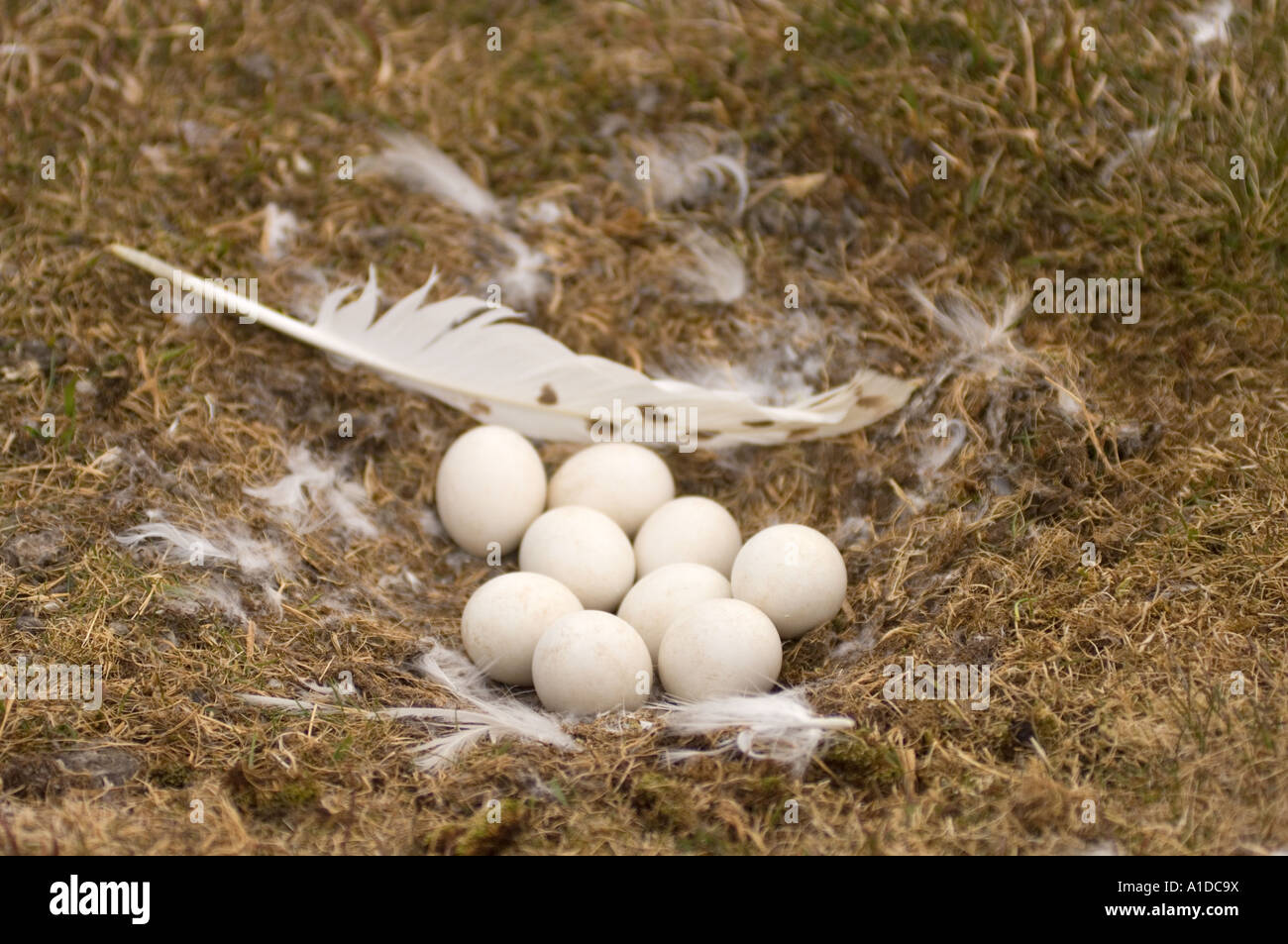 Snowy Owl Eggs