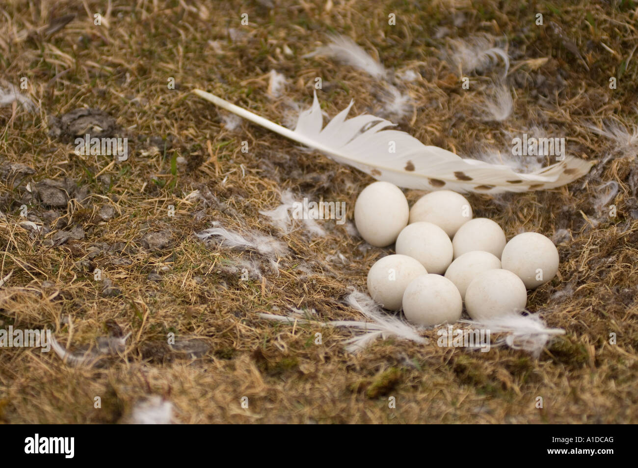snowy owl Nycttea scandiaca nest filled with eggs on the tundra ...