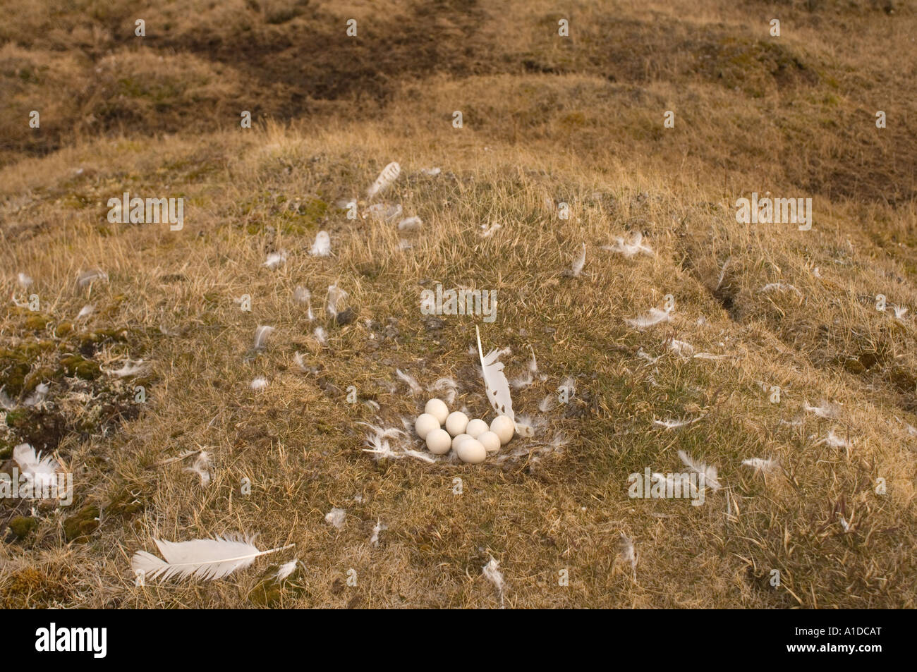 snowy owl Nycttea scandiaca nest filled with eggs on the tundra ...