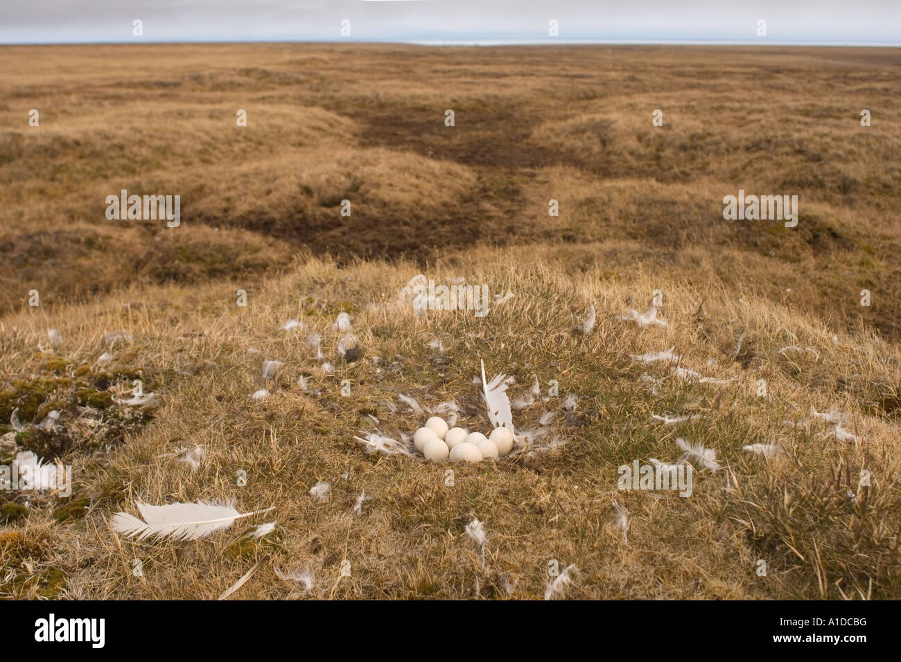 Snowy owl eggs hi-res stock photography and images - Alamy