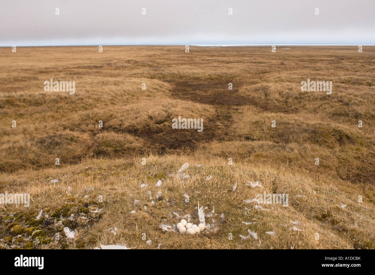 snowy owl Nycttea scandiaca nest filled with eggs on the tundra ...