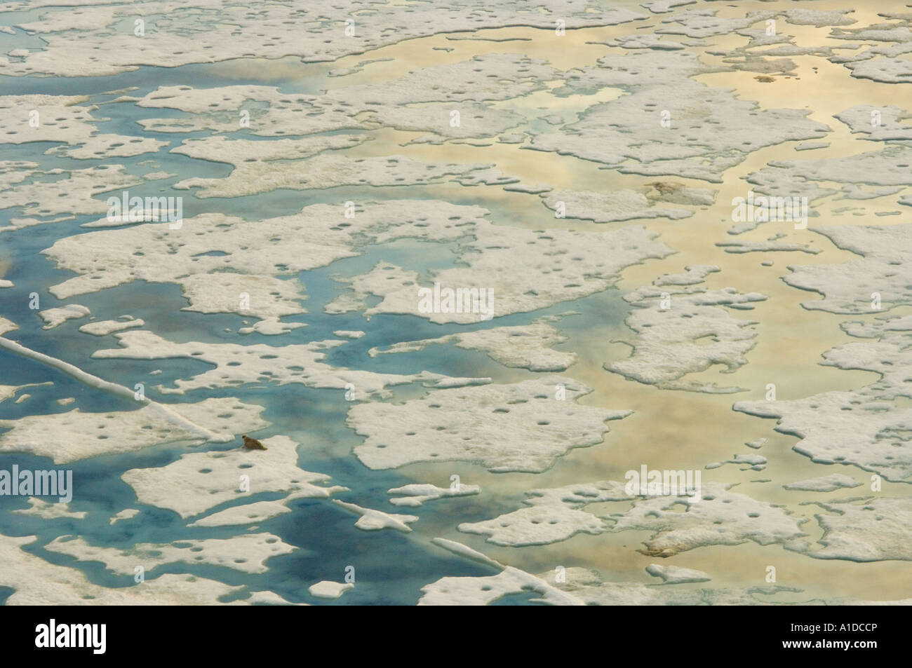 ringed seal Phoca hispida resting on multi layer ice in the Chukchi Sea ...