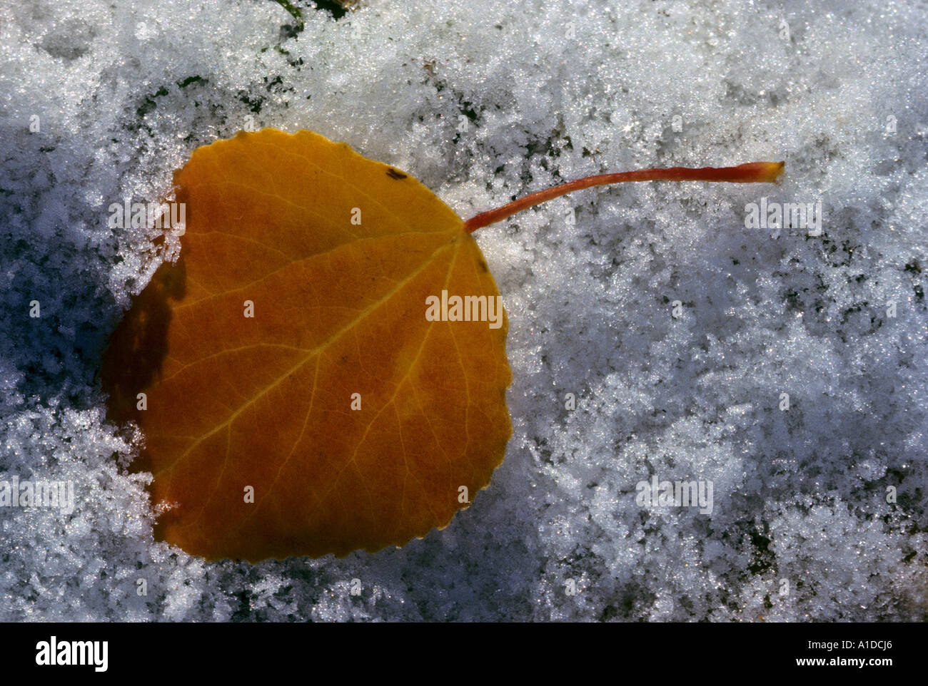 Golden orange red autumn Quaking aspen Populus tremuloides leaf in snow ...