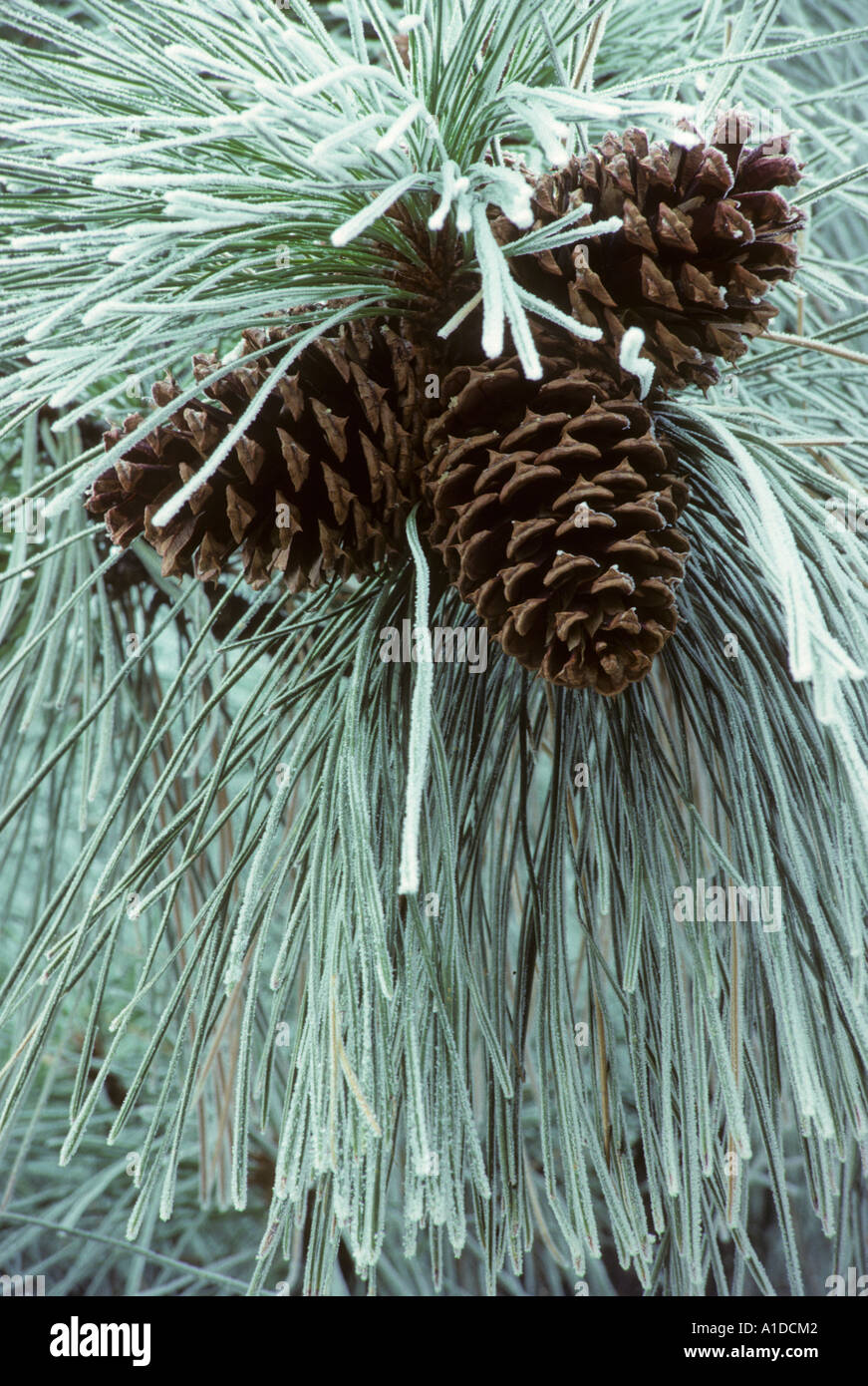 Frosted pine needle and cones ponderosa pine, Pinus ponderosa Stock ...