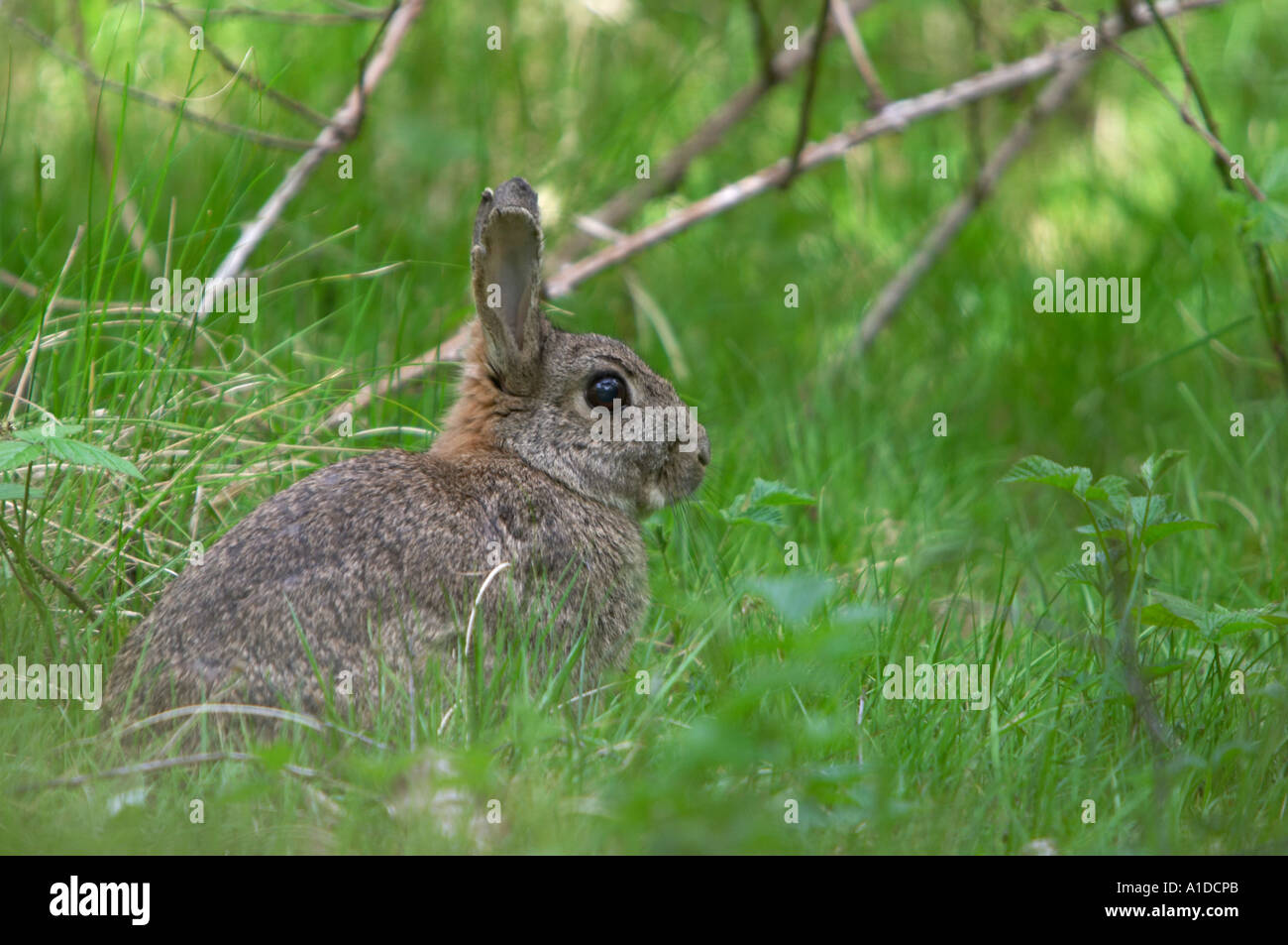 European Rabbit (Oryctolagus cuniculus Stock Photo - Alamy