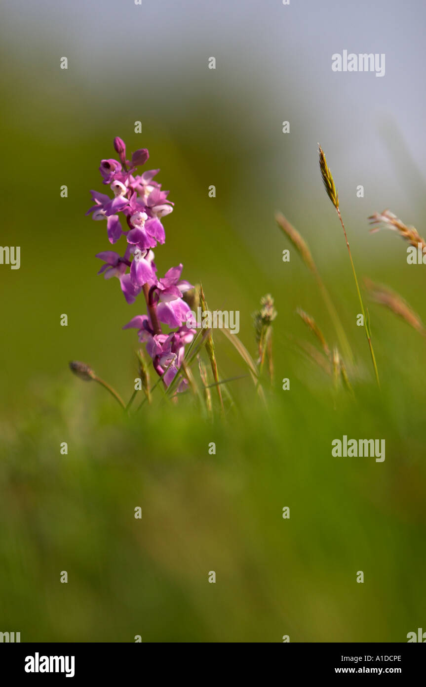 Orchis mascula white hi-res stock photography and images - Alamy