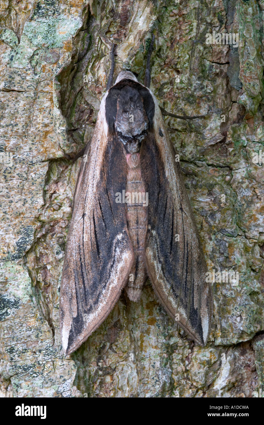 Privet Hawk Moth Sphinx ligustri Stock Photo - Alamy