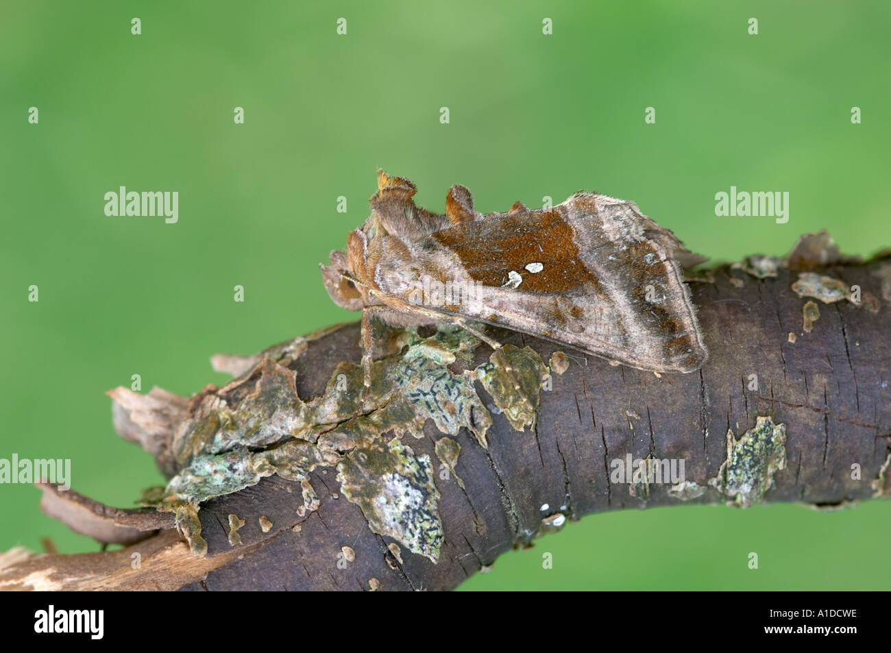 Beautiful Golden Y Moth Autographa pulchrina Stock Photo - Alamy