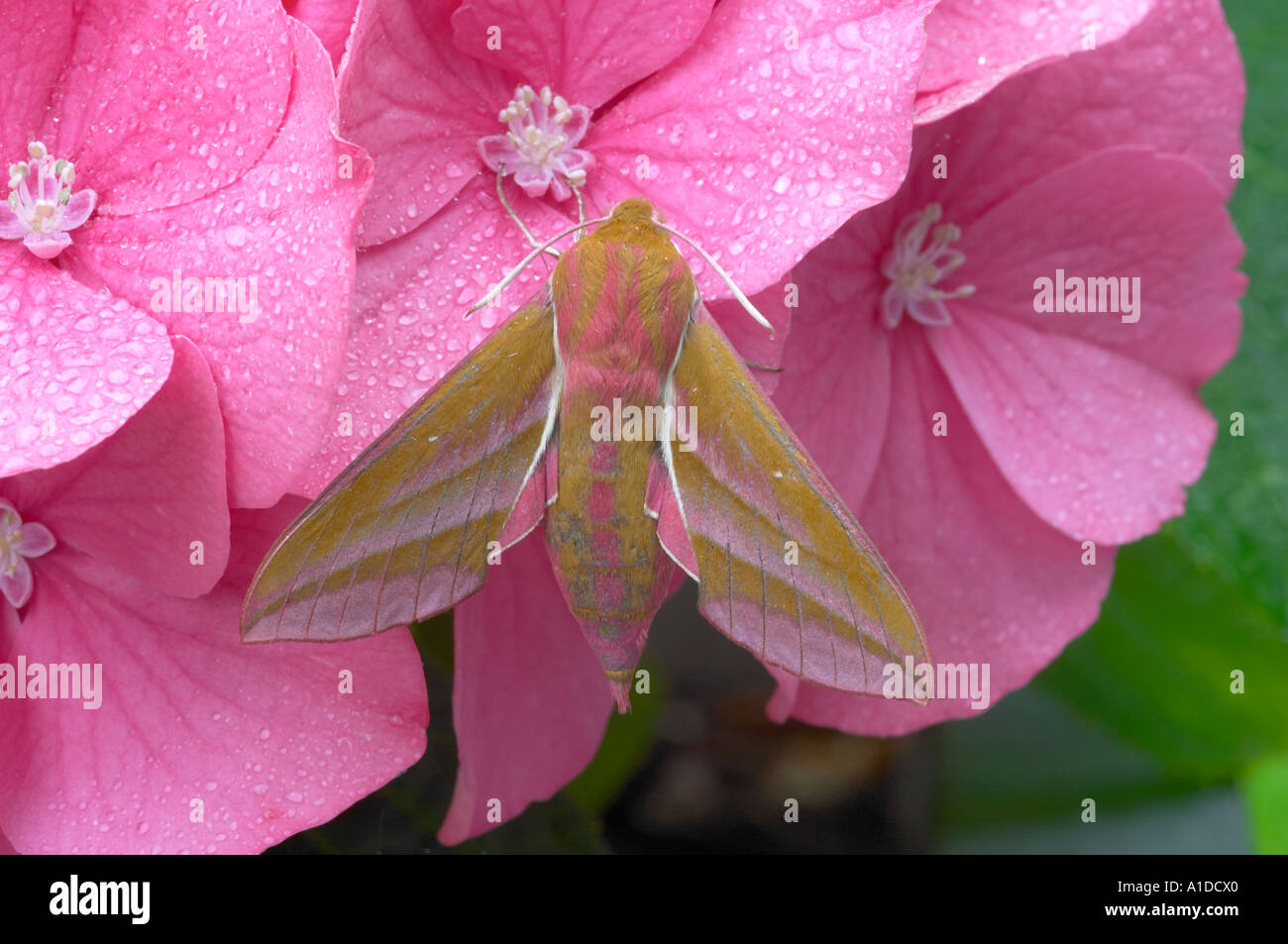 Elephant Hawk Moth Deilephila elpenor on Hydrangea Stock Photo - Alamy