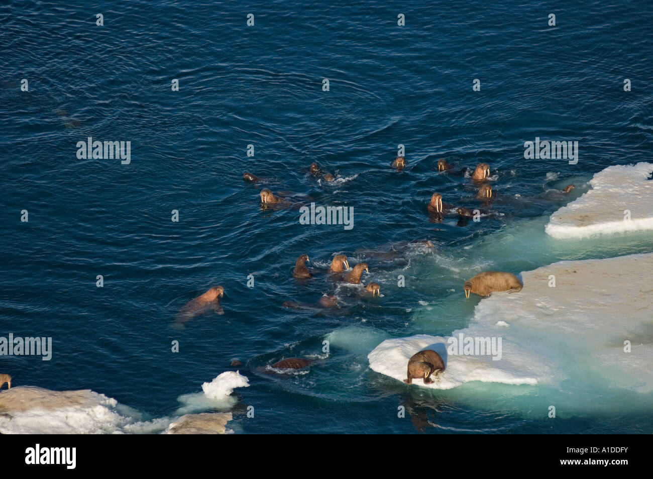 walrus Odobenus rosmarus herds resting on and swimming around chunks of ...