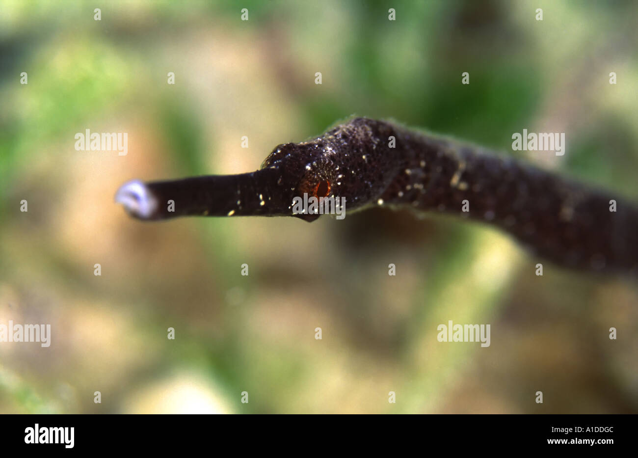 Long snout pipefish hi-res stock photography and images - Alamy