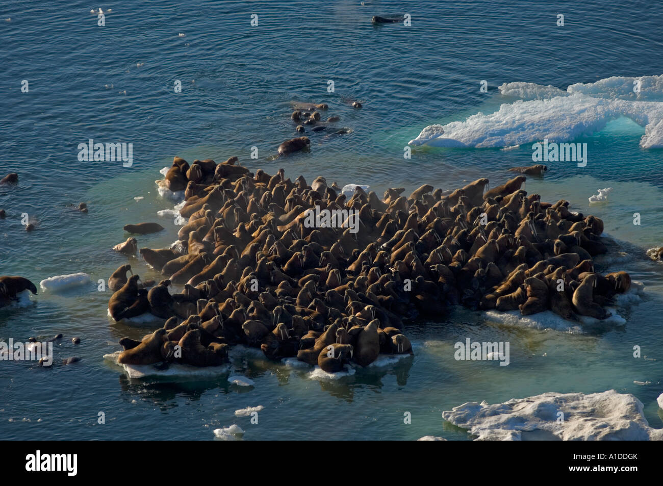 Pod of walrus hi-res stock photography and images - Alamy