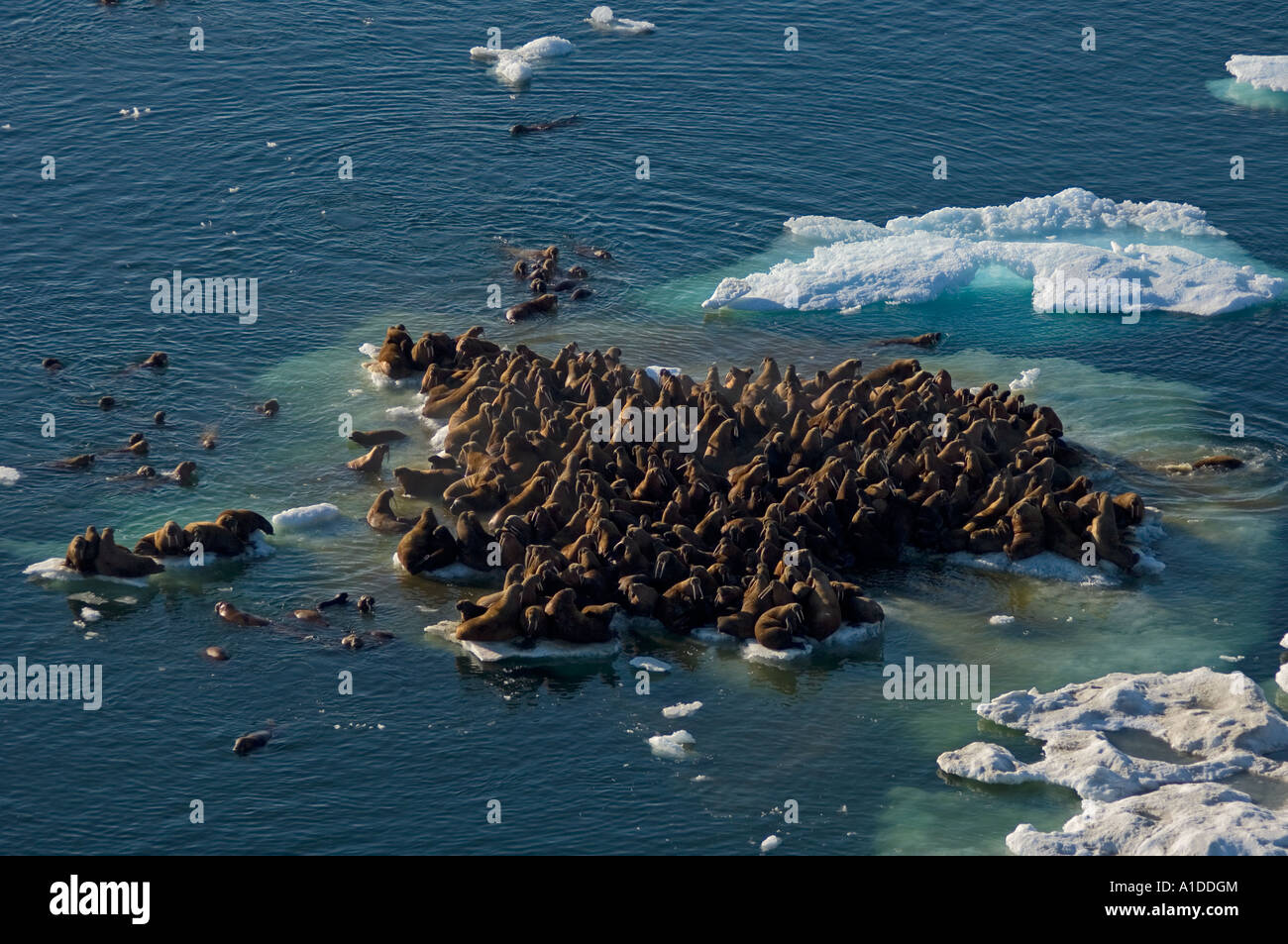 walrus Odobenus rosmarus herds resting on and swimming around chunks of ...