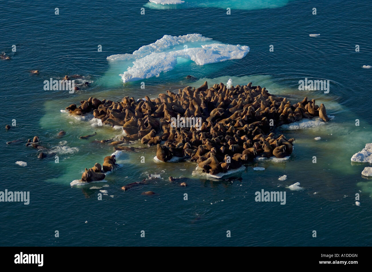 Pod of walrus hi-res stock photography and images - Alamy