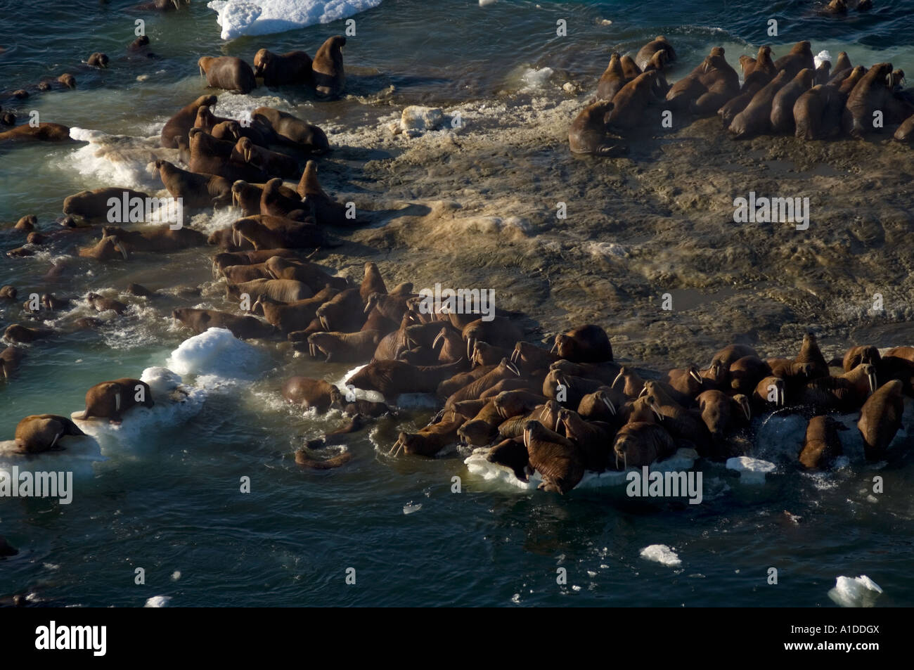 Arctic walrus aerial hi-res stock photography and images - Alamy