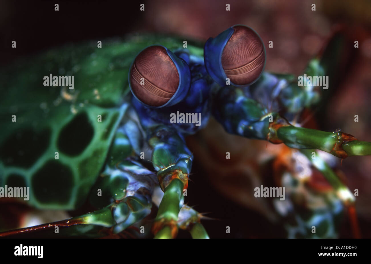 Smashing Mantis Shrimp Stock Photo - Alamy