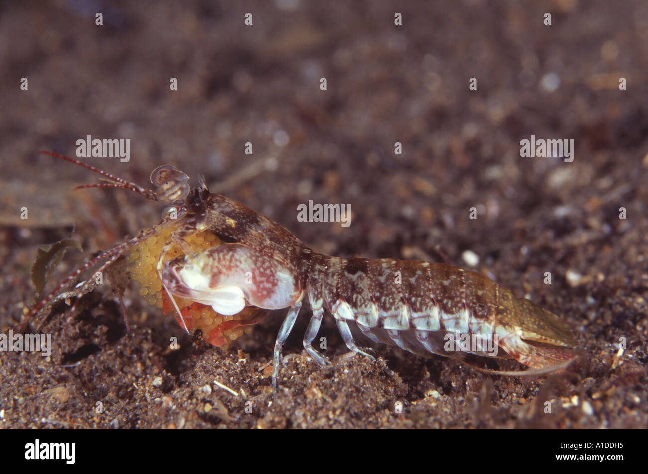 Smashing shrimp hi-res stock photography and images - Alamy