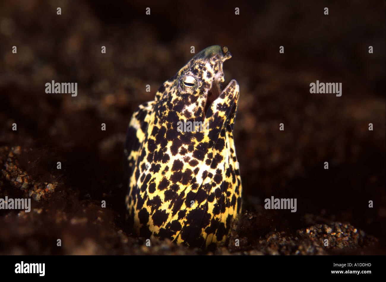 Marbled Snake eel Stock Photo - Alamy