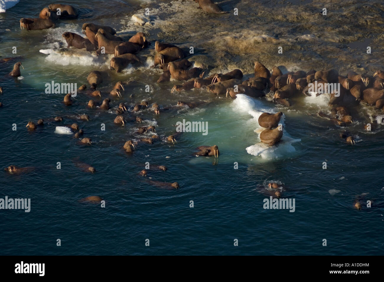 Pod of walrus hi-res stock photography and images - Alamy