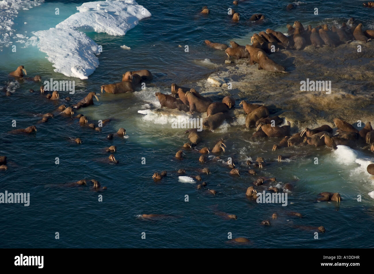 Arctic walrus aerial hi-res stock photography and images - Alamy