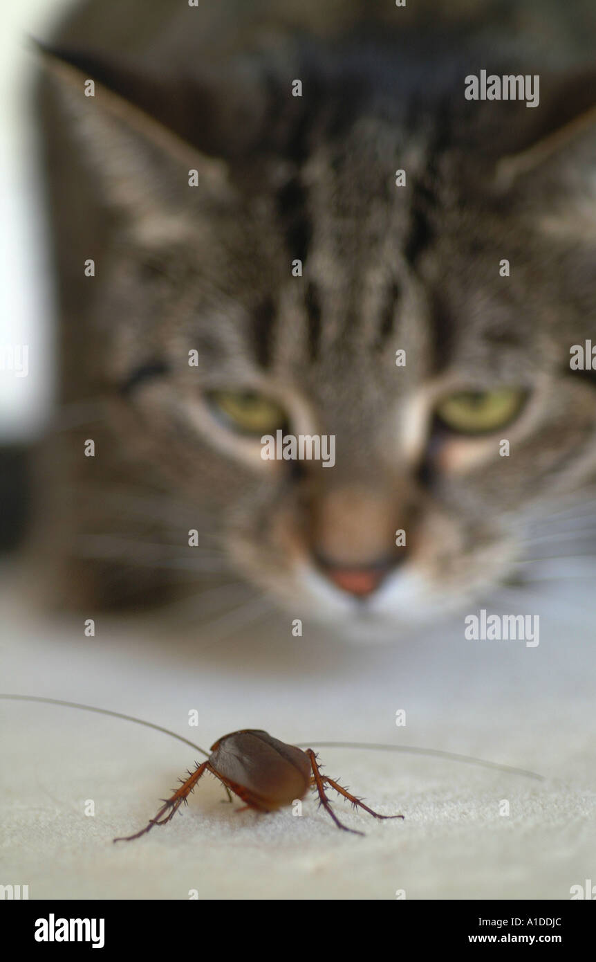 Cockroach under the scrutiny of a cat Stock Photo - Alamy