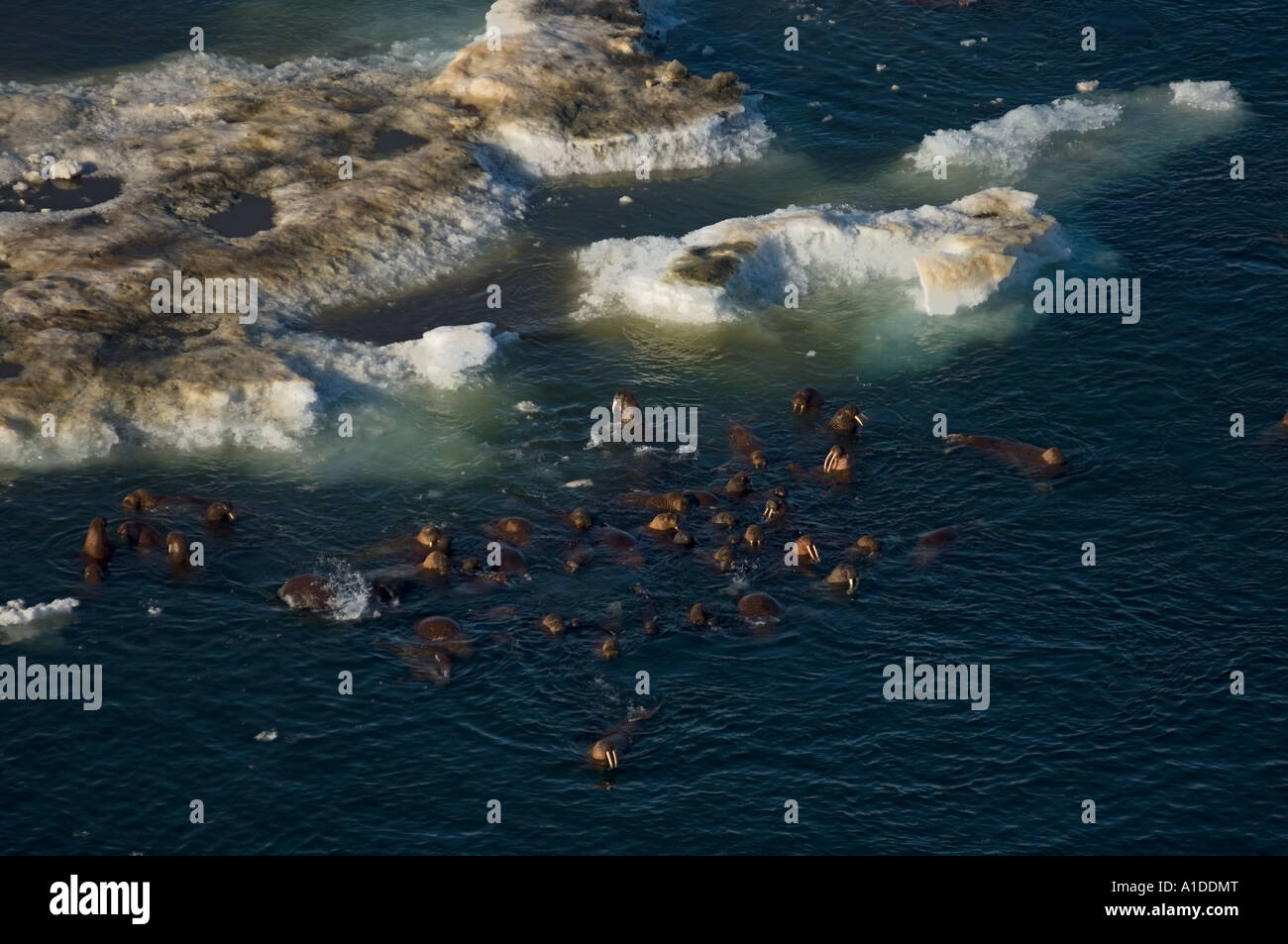walrus Odobenus rosmarus swimming around chunks of pack ice during ...