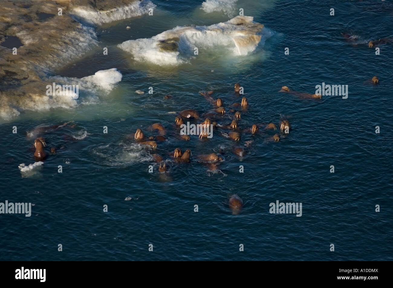 walrus Odobenus rosmarus swimming around chunks of pack ice during ...