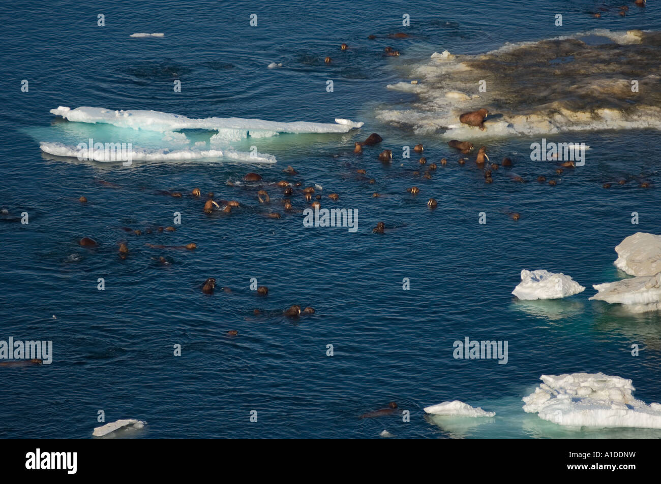 Arctic walrus aerial hi-res stock photography and images - Alamy