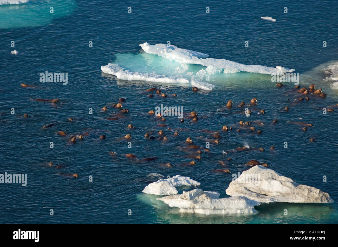 walrus Odobenus rosmarus swimming around chunks of pack ice during ...
