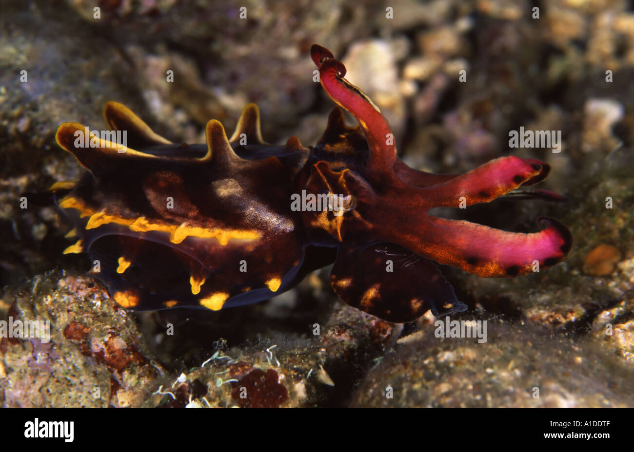 Sepia flamboyant cuttlefish hi-res stock photography and images - Alamy