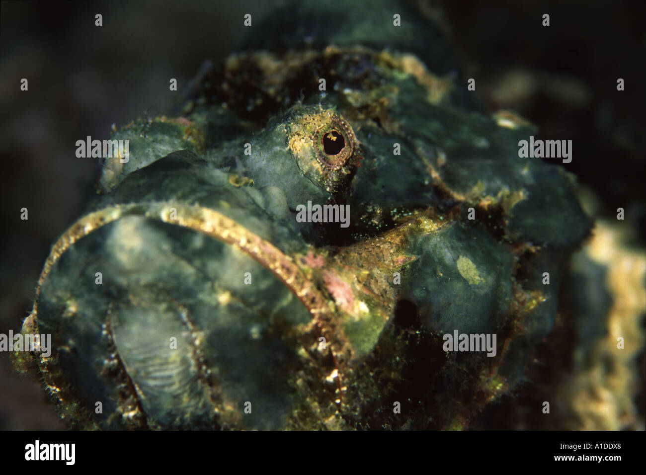 False stonefish hi-res stock photography and images - Alamy