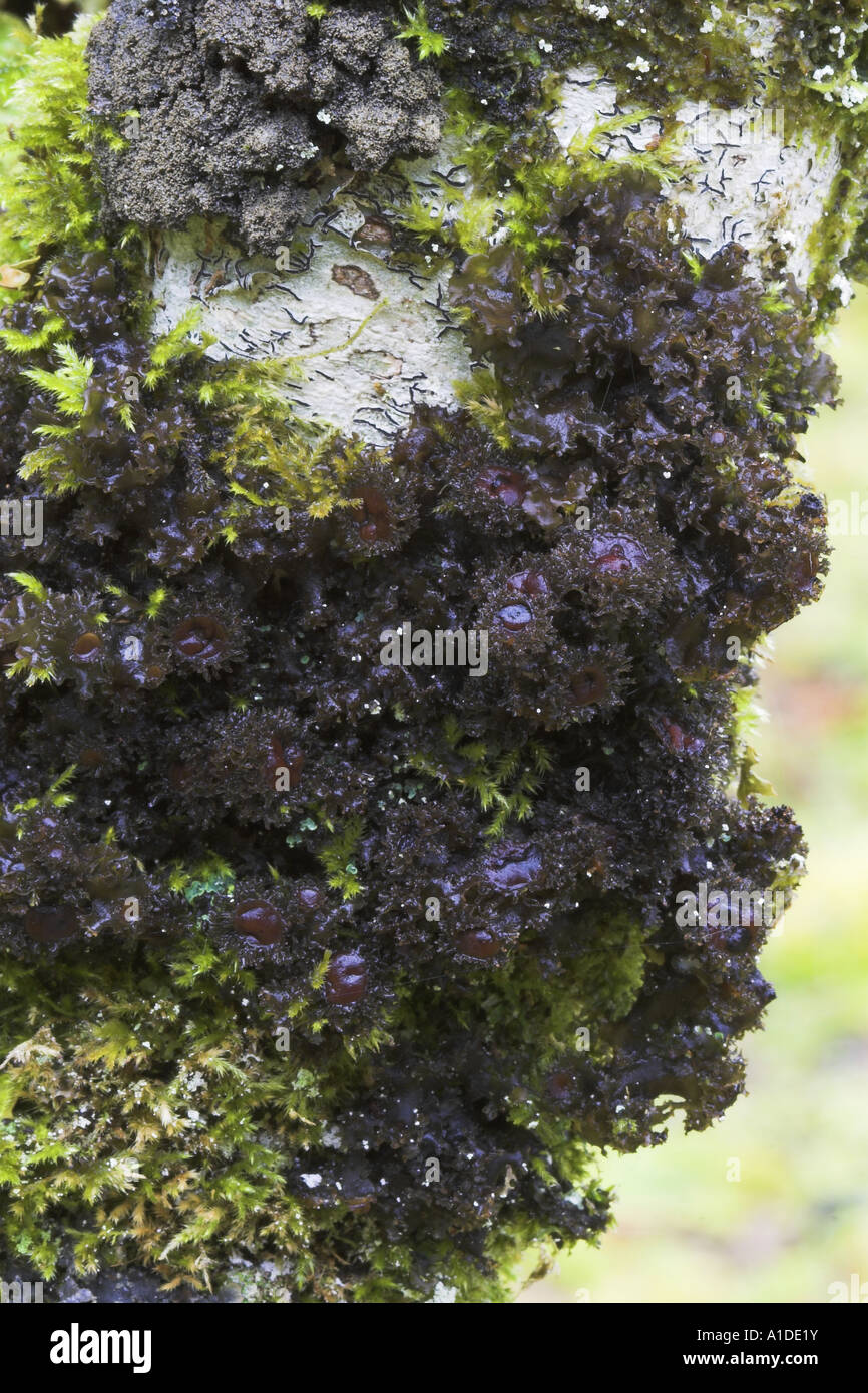 Burgess's jellyskin lichen, Leptogium burgessii, growing on Hazel trunk ...