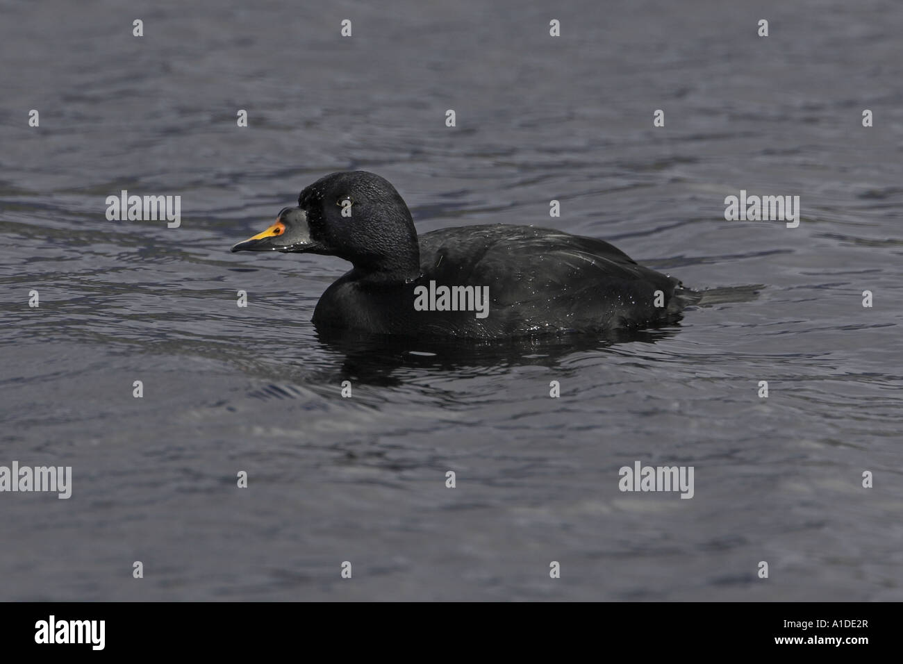 Common Scoter, Melanitta nigra Stock Photo - Alamy