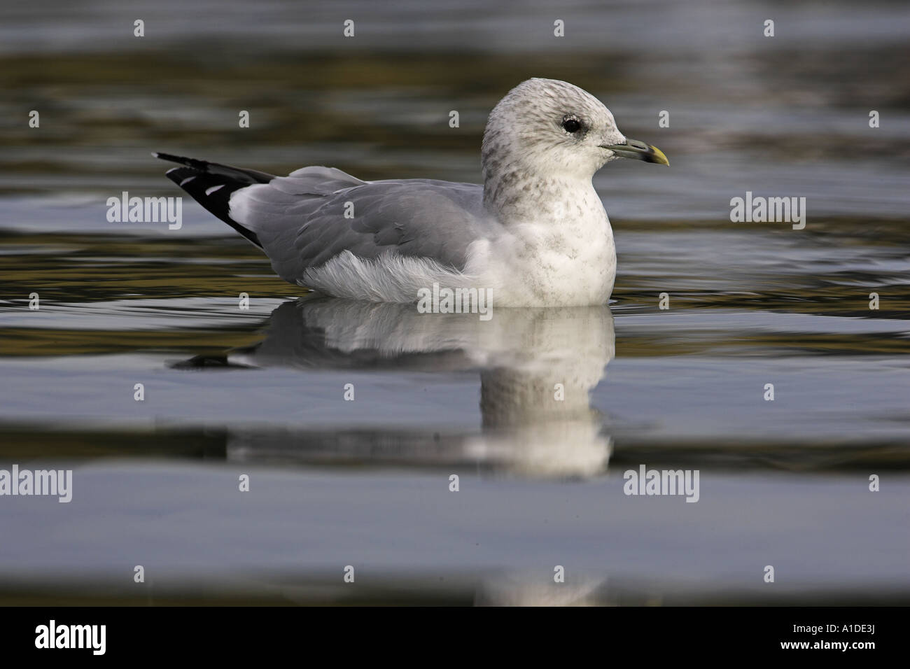 Common larus hi-res stock photography and images - Alamy