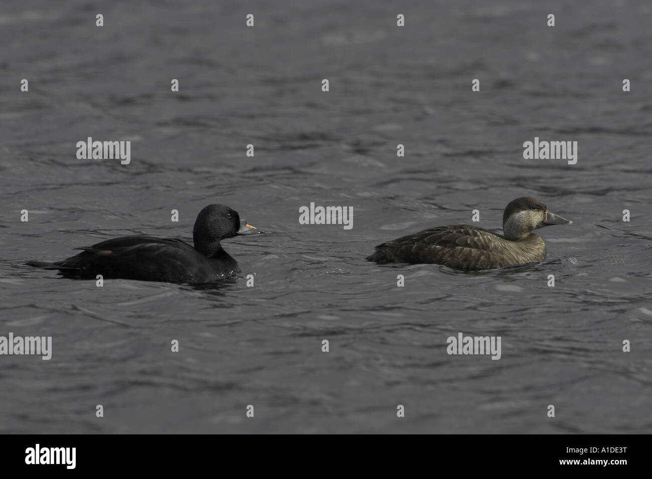 Common scoter duck hi-res stock photography and images - Alamy