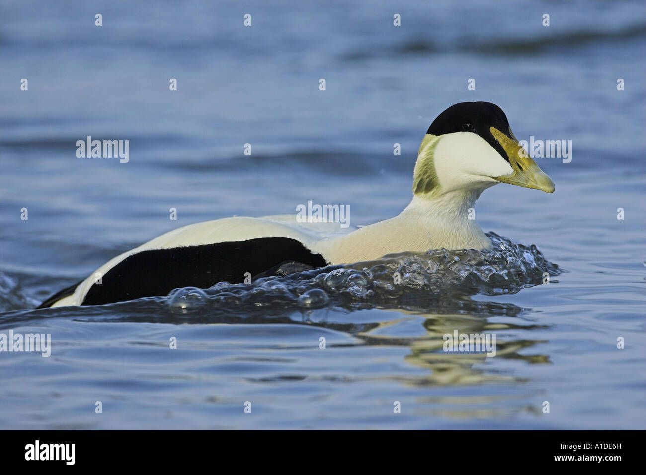 Eider duck drake hi-res stock photography and images - Alamy