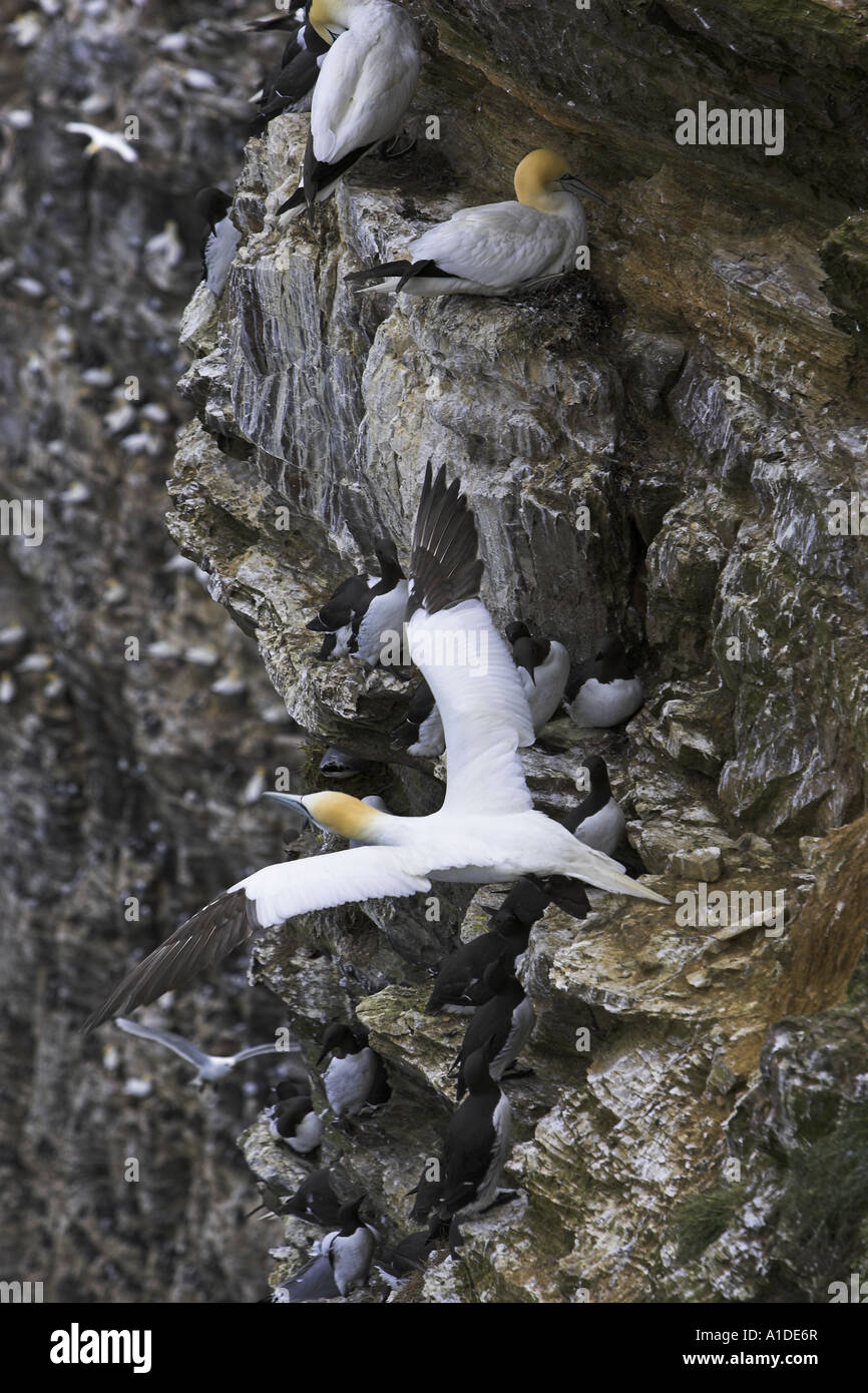 Gannet colony at Troup Head, Aberdeen-shire, Scotland Stock Photo - Alamy
