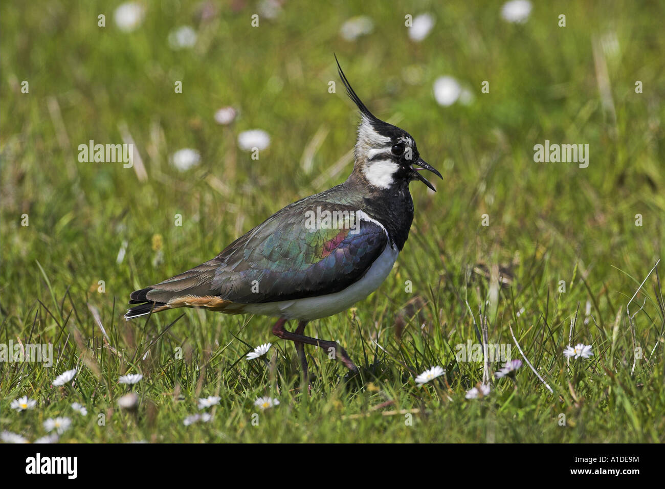 Lapwing farmland hi-res stock photography and images - Alamy