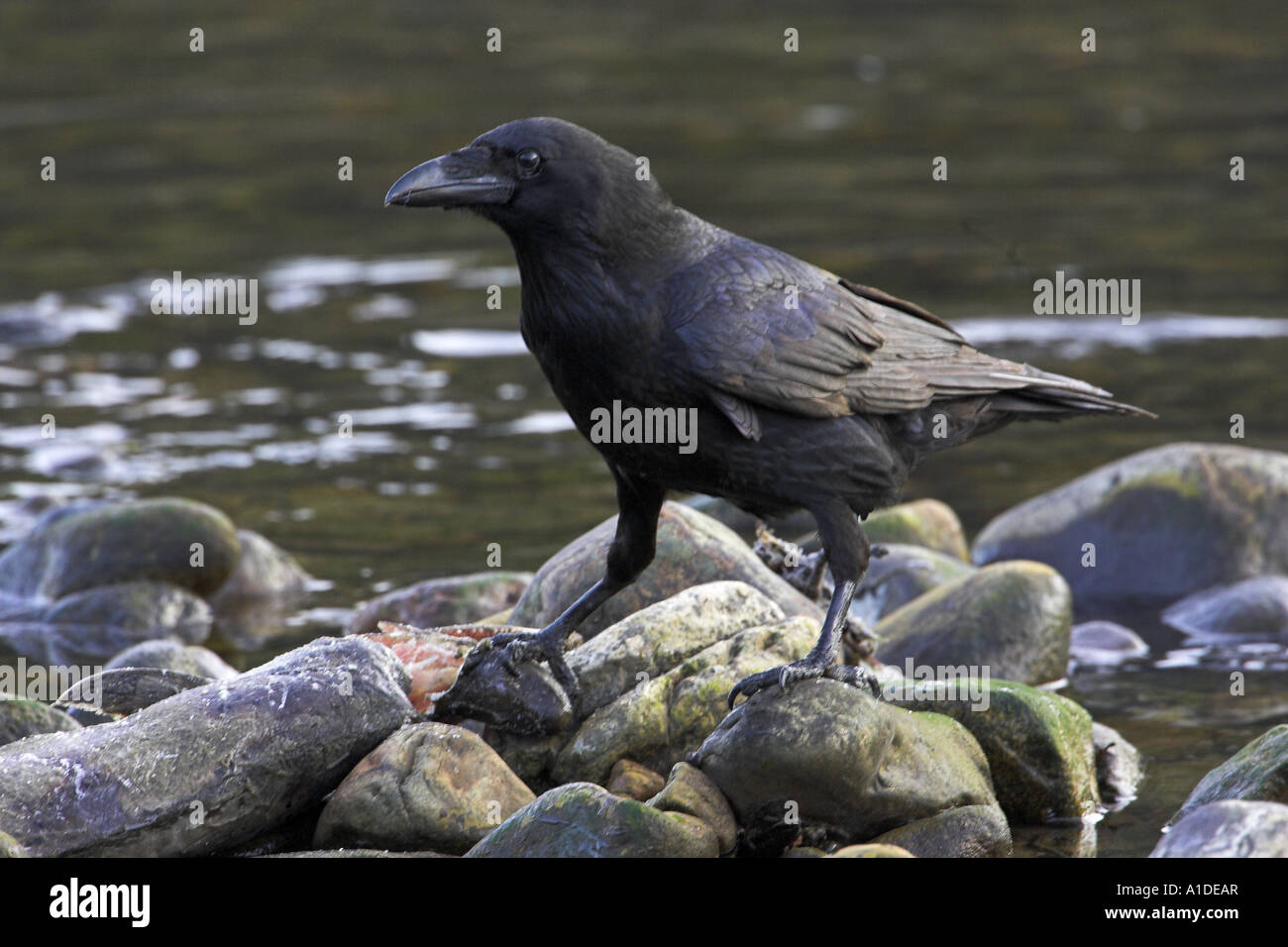 Raven corvus corax tower london hi-res stock photography and images - Alamy